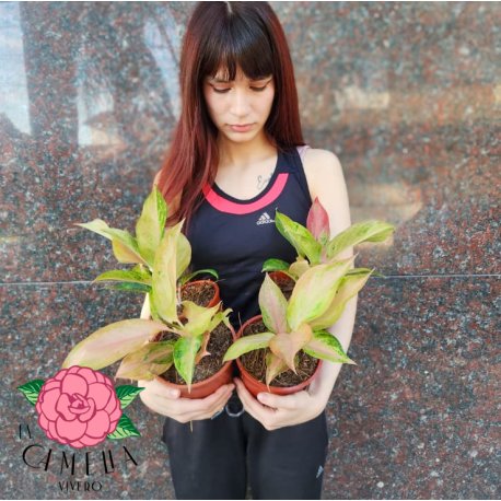 Aglaonema Lawan (rosada) M13