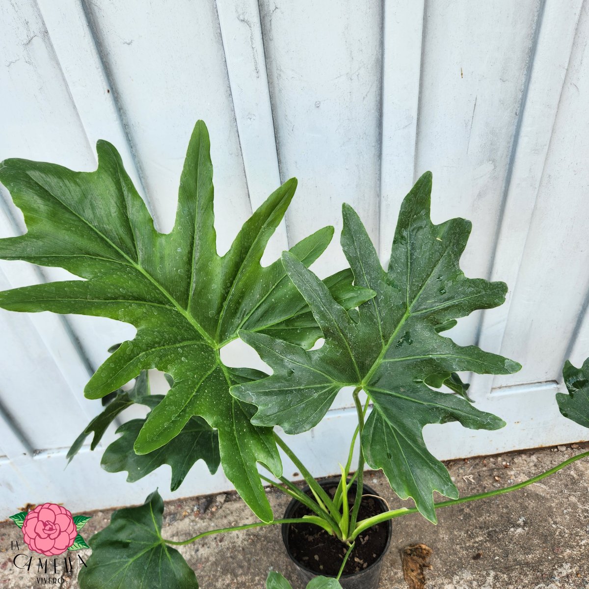 Philodendron wambe 3lts