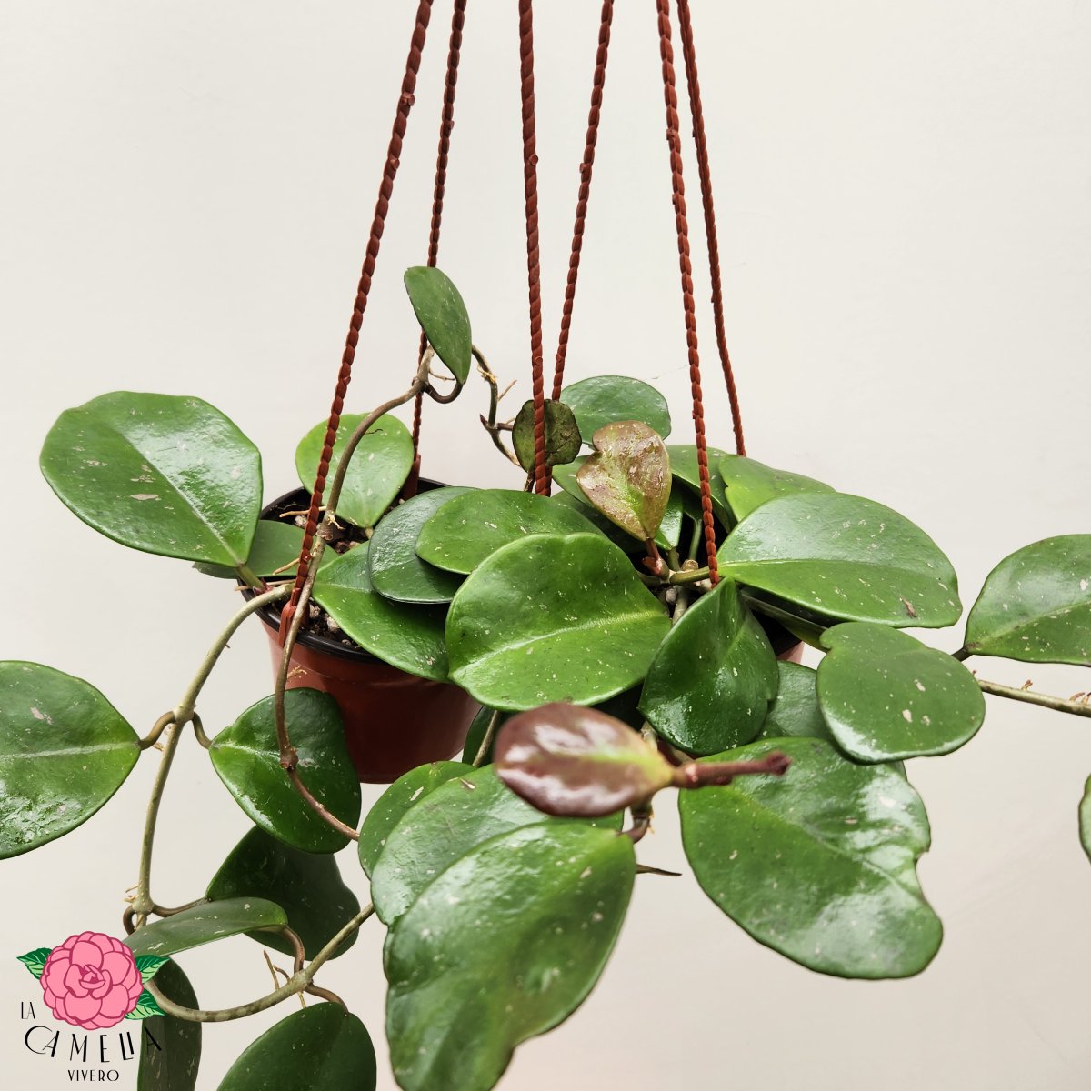 Hoya Obovata