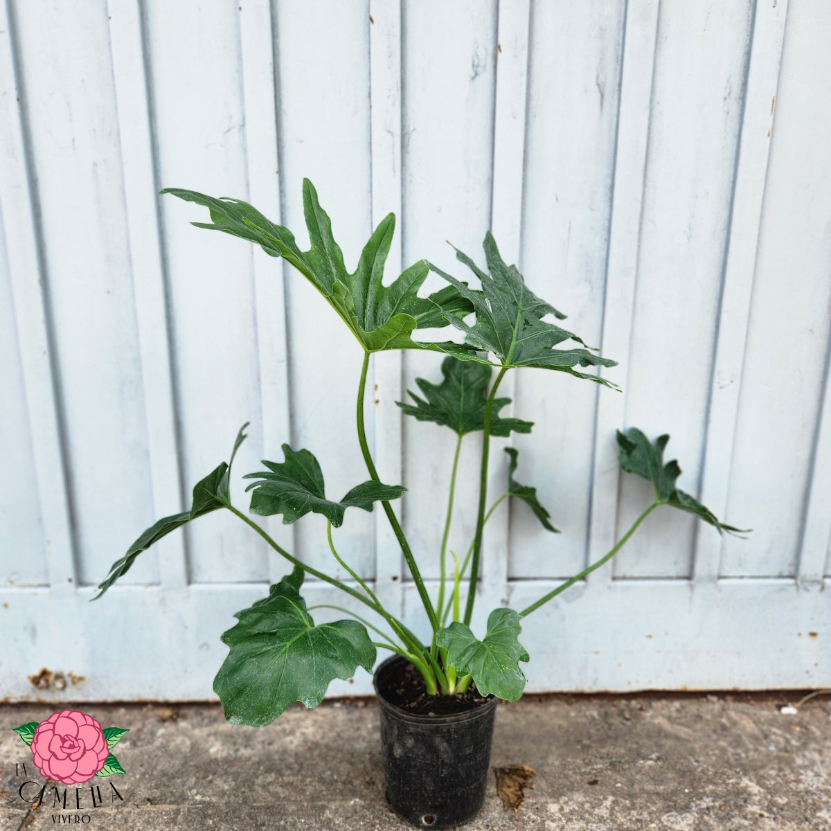 Philodendron wambe 3lts